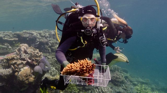 Design Unveiled for World’s First Coral Conservation Facility ...